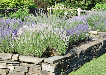 Queer Botany | Cornell University Diversity and Inclusion